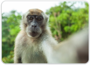 Facial Recognition & Selfies - Fotomerchant